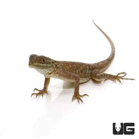 Baby Red Headed Agamas (Agama agama) For Sale - Underground Reptiles