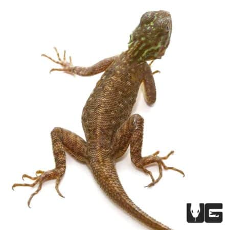 Baby Red Headed Agamas (Agama agama) For Sale - Underground Reptiles