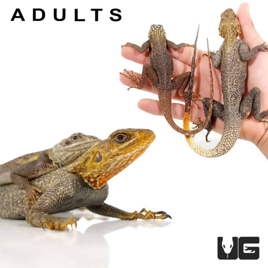 Baby Red Headed Agama - Underground Reptiles