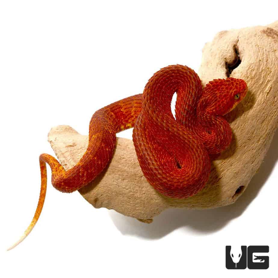 Crimson Red Squamigera Bush Vipers (Atheris squamigera) For Sale ...