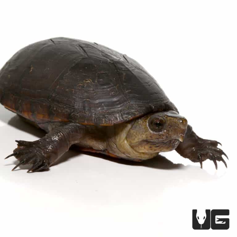 Turtles For Sale - Underground Reptiles