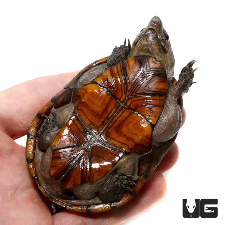 Turtles For Sale - Underground Reptiles