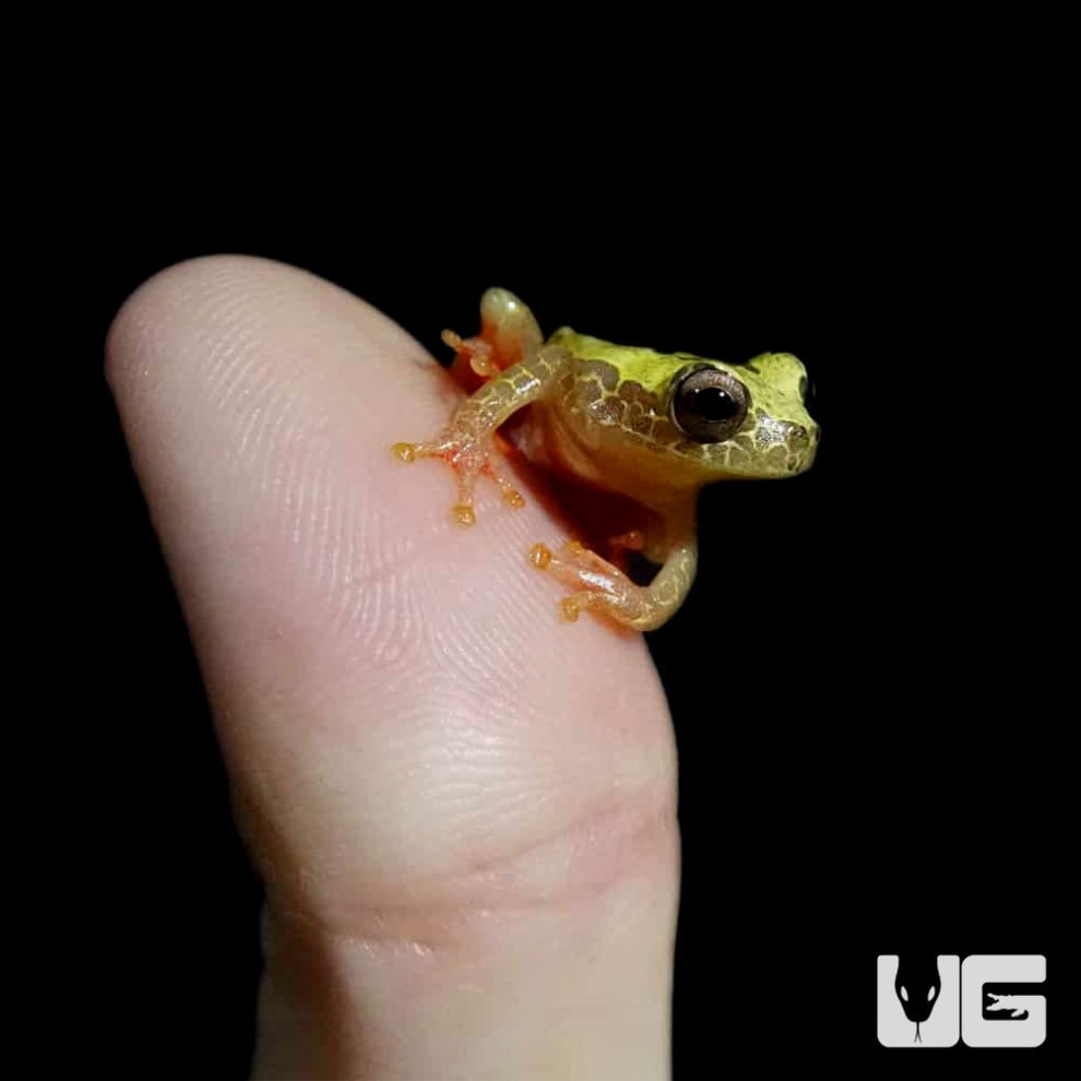 Giraffe Tree Frog - Underground Reptiles