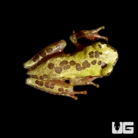 Giraffe Tree Frog - Underground Reptiles