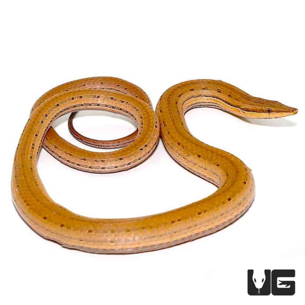 New Guinea Legless Lizards (Lialis burtonis) For Sale - Underground ...