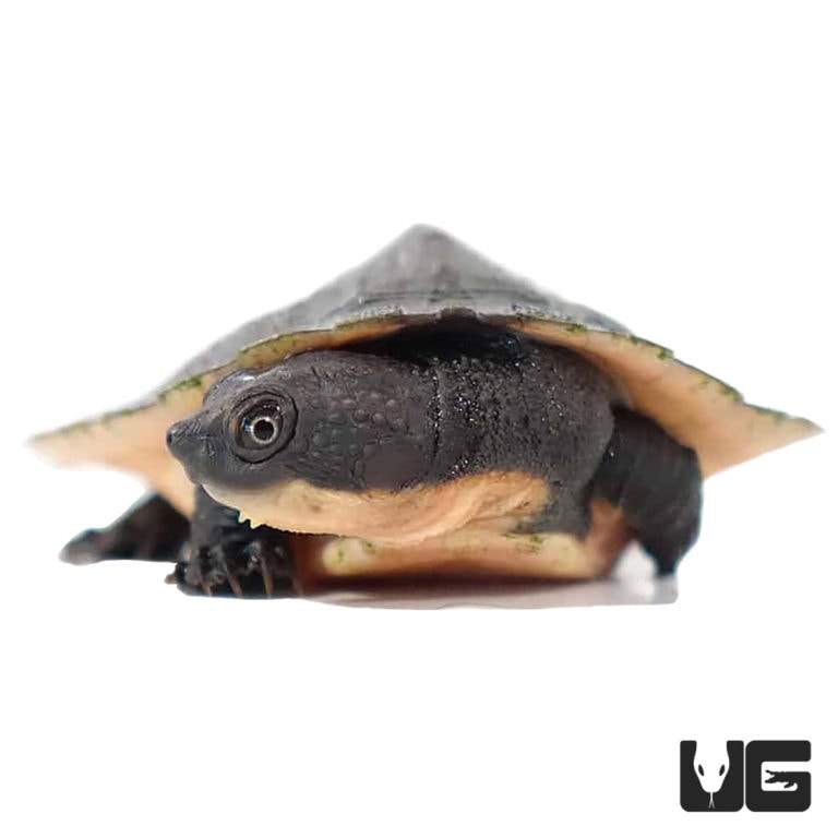 Turtles For Sale - Underground Reptiles