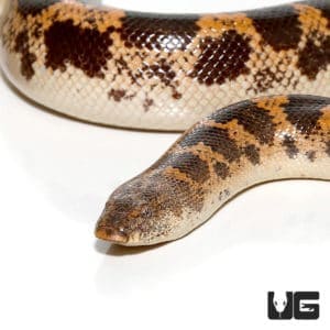 Boas For Sale - Underground Reptiles