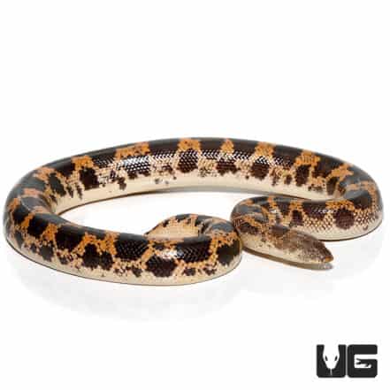 Baby Saharan Sand Boas (Eryx colubrinus) For Sale - Underground Reptiles