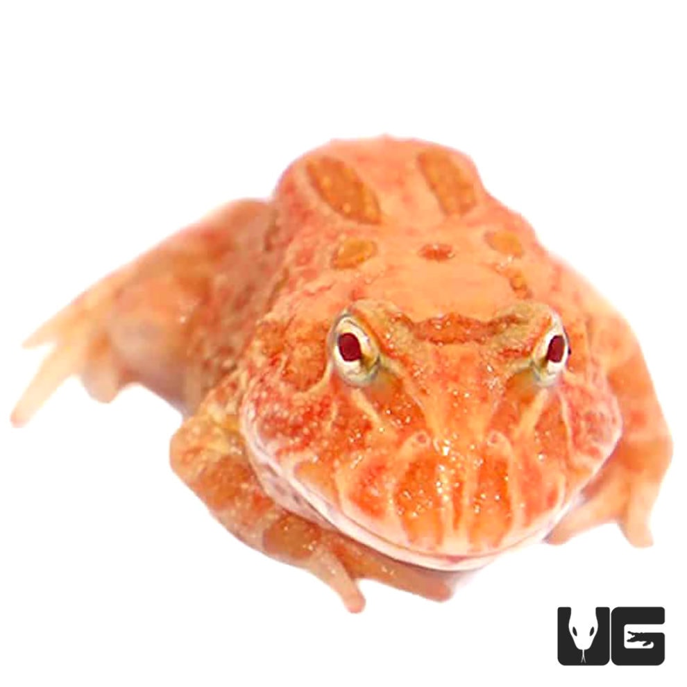 Starfire Pacman Frogs For Sale - Underground Reptiles
