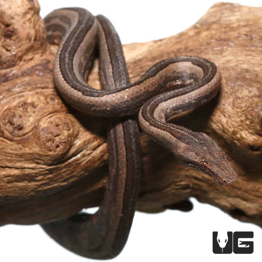 Boas For Sale - Underground Reptiles