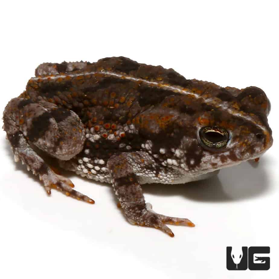 Oak Toad (Anaxyrus quercicus) For Sale - Underground Reptiles