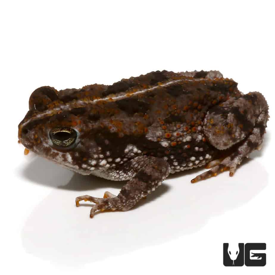 Oak Toad (Anaxyrus quercicus) For Sale - Underground Reptiles