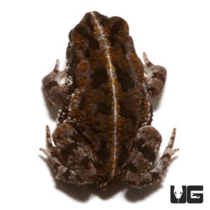 Oak Toad (Anaxyrus quercicus) For Sale - Underground Reptiles