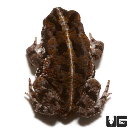 Oak Toad (Anaxyrus quercicus) For Sale - Underground Reptiles
