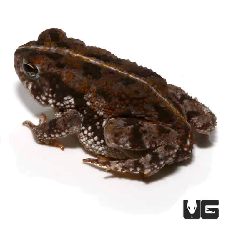 Oak Toad (Anaxyrus quercicus) For Sale - Underground Reptiles