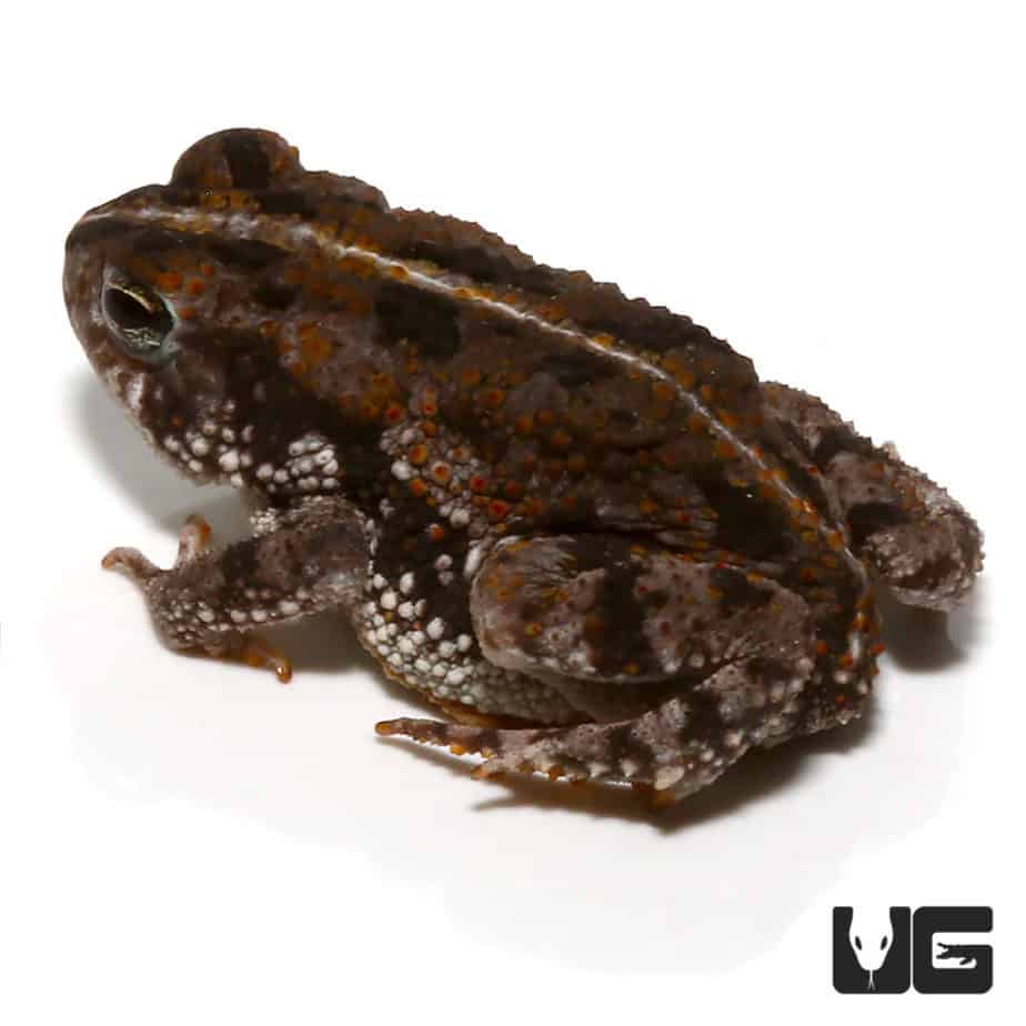 Oak Toad (Anaxyrus quercicus) For Sale - Underground Reptiles
