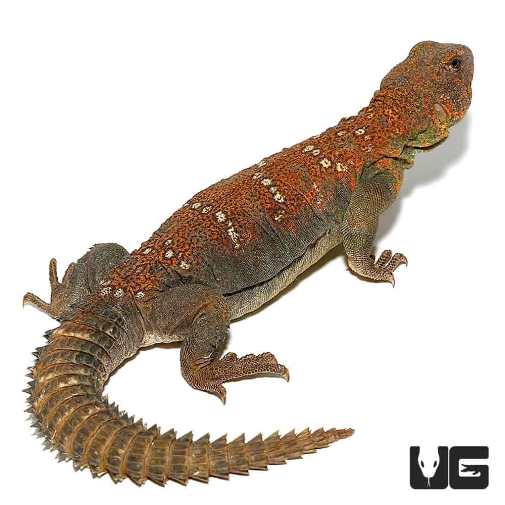 Ocellated Uromastyx - Underground Reptiles