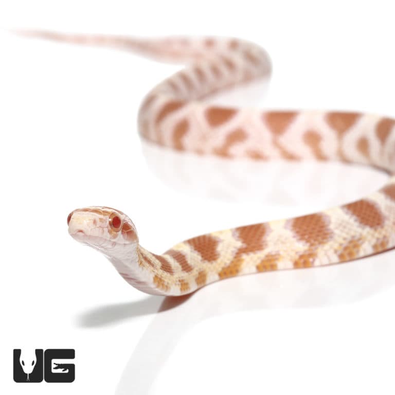 Baby Okeetee Butter Cornsnake - Underground Reptiles
