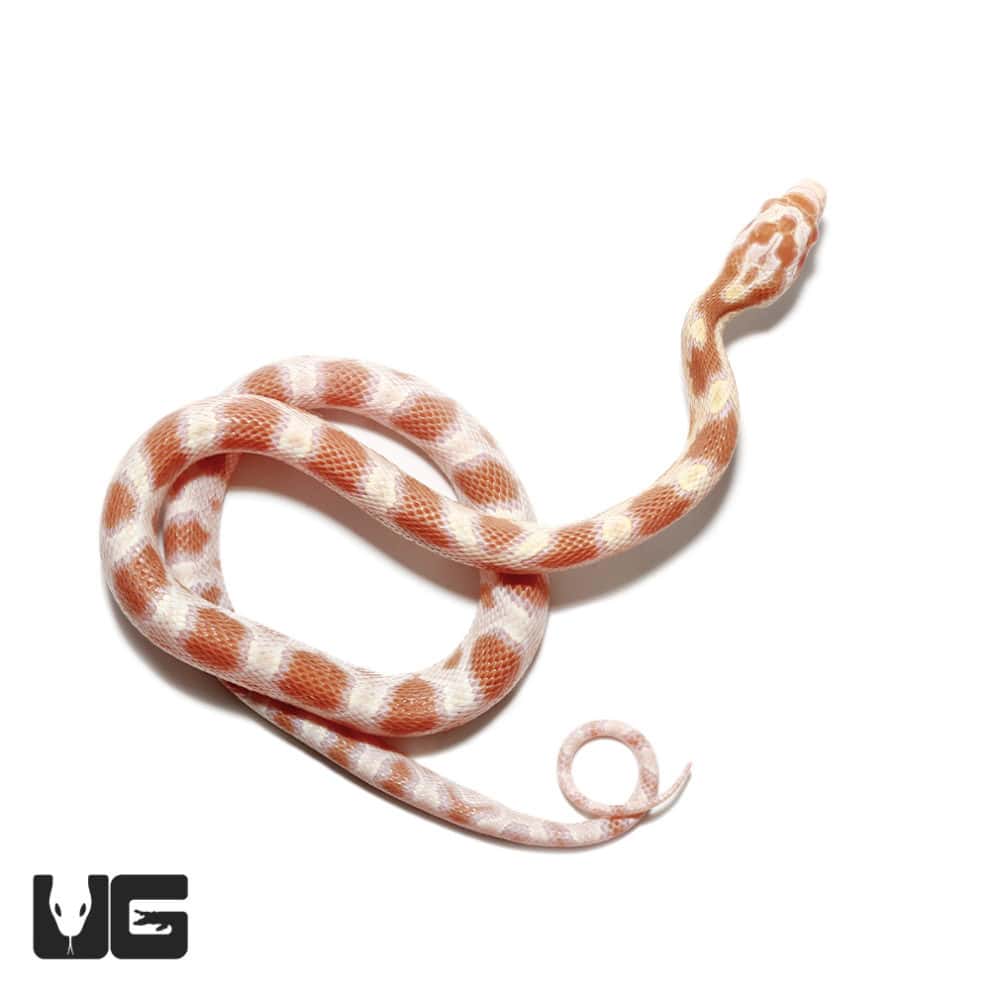 Baby Okeetee Butter Cornsnake - Underground Reptiles