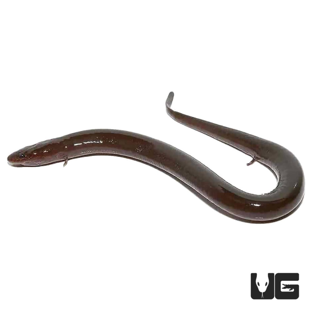 One Toed Amphiuma - Underground Reptiles