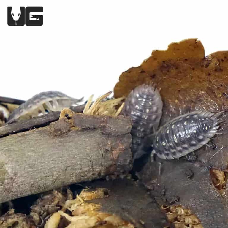 Oniscus Asellus Wildtype Isopods - Underground Reptiles