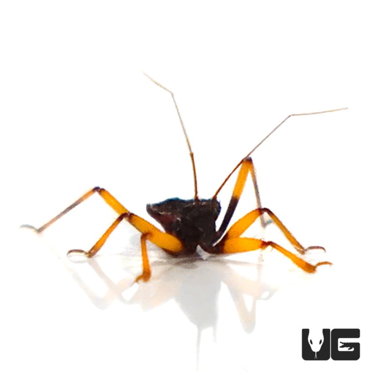 Orange Spotted Assassin Bug - Underground Reptiles