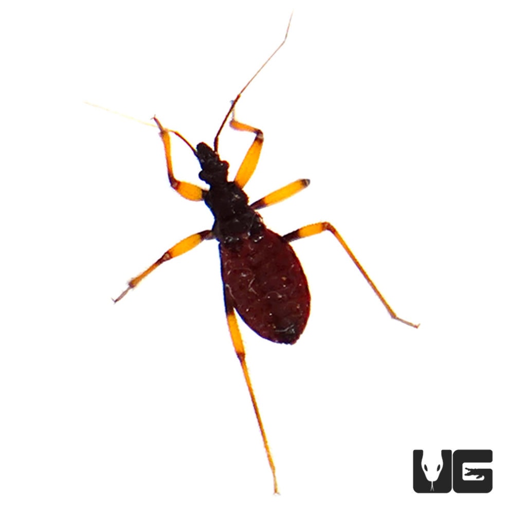 Orange Spotted Assassin Bug - Underground Reptiles