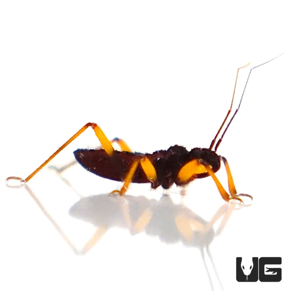 Orange Spotted Assassin Bug - Underground Reptiles