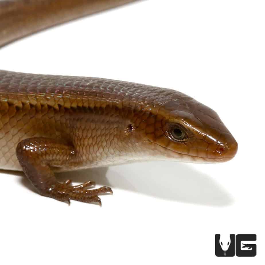 Skinks For Sale - Underground Reptiles