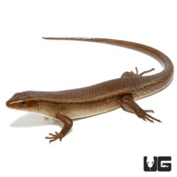 Orange Throated Skinks For Sale - Underground Reptiles
