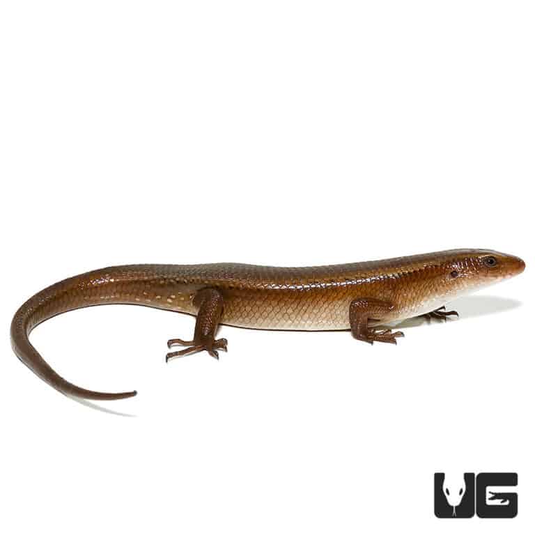 Orange Throated Skinks For Sale - Underground Reptiles
