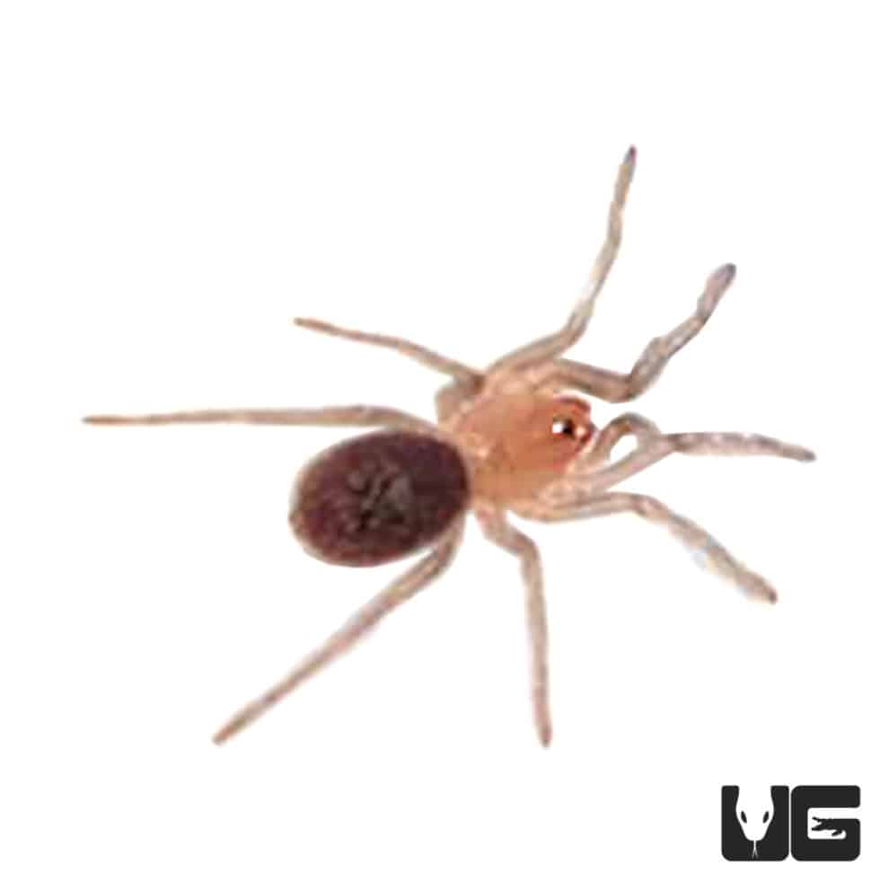 Peruvian Blue Zebra Tarantula For Sale - Underground Reptiles