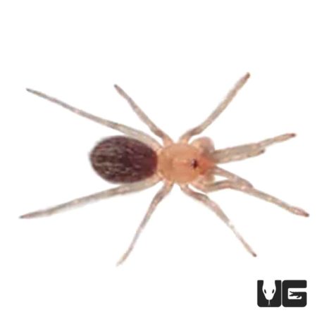 Peruvian Blue Zebra Tarantula For Sale - Underground Reptiles