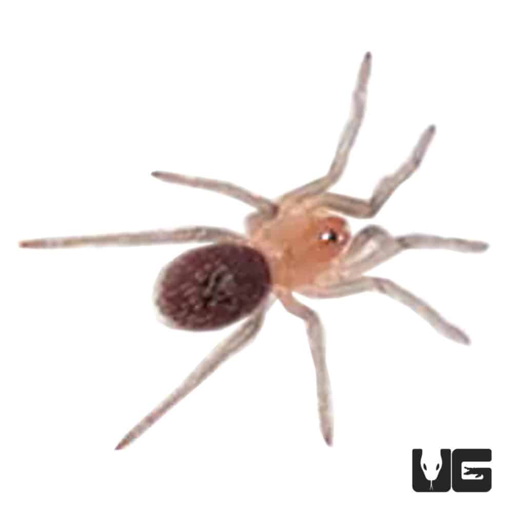 Peruvian Blue Zebra Tarantula For Sale - Underground Reptiles