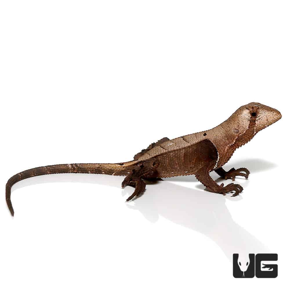 Peruvian Dead Leaf Lizards (Stenocercus fimbriatus) For Sale ...