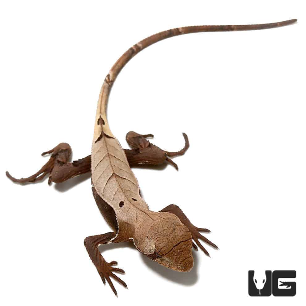 Peruvian Dead Leaf Lizards (Stenocercus fimbriatus) For Sale ...