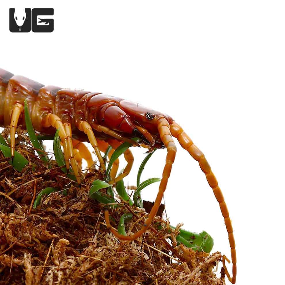Peruvian Giant Centipede For Sale - Underground Reptiles
