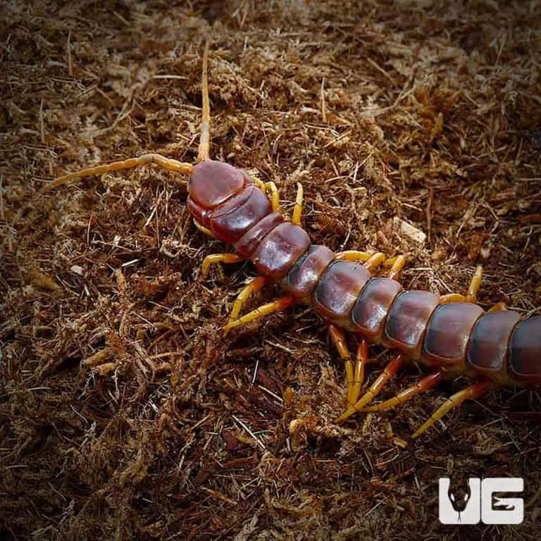Peruvian Giant Centipede For Sale - Underground Reptiles