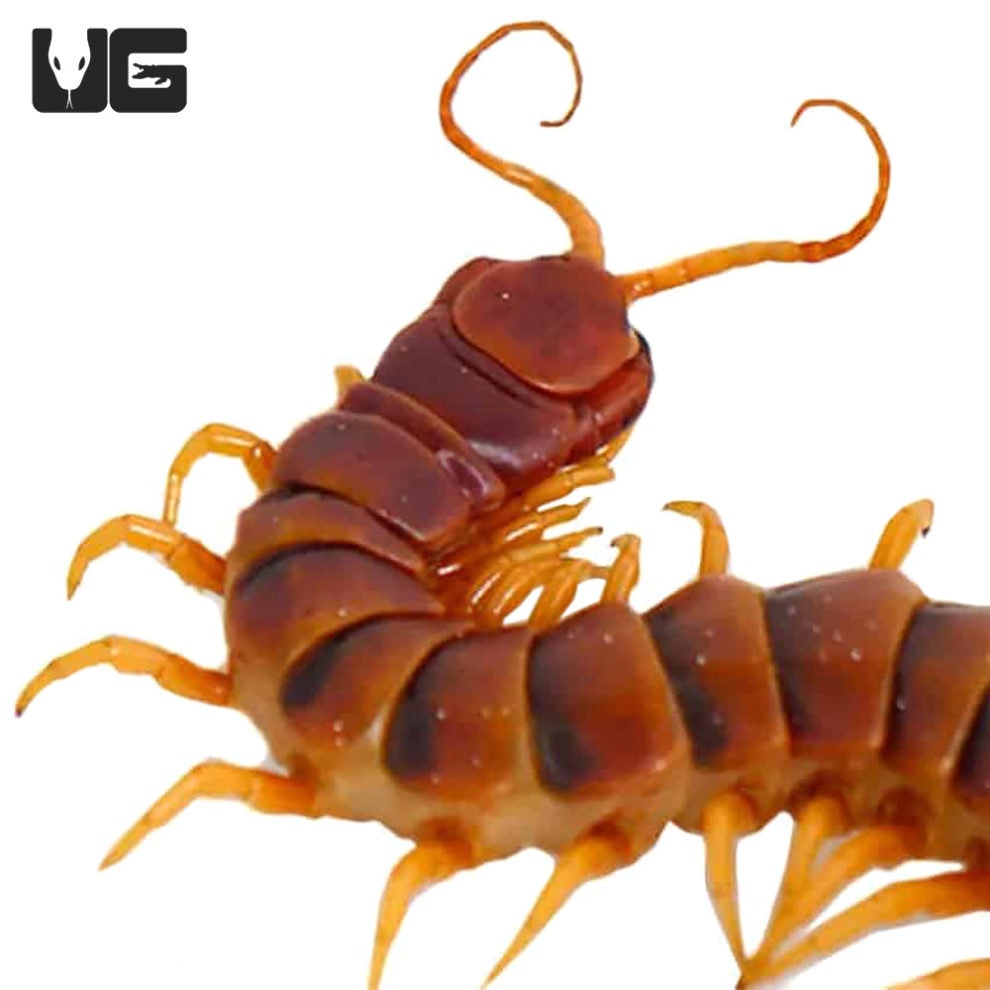 Peruvian Yellow Leg Centipede - Underground Reptiles