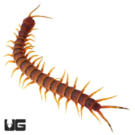 Peruvian Yellow Leg Centipede - Underground Reptiles