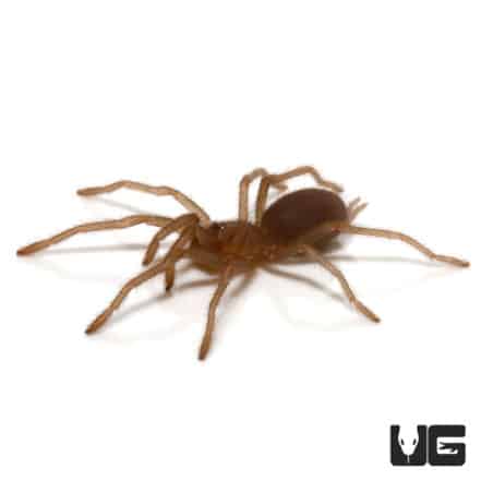 Philippine Tangerine Tarantula (Oprhanaecus philippinus) For Sale ...