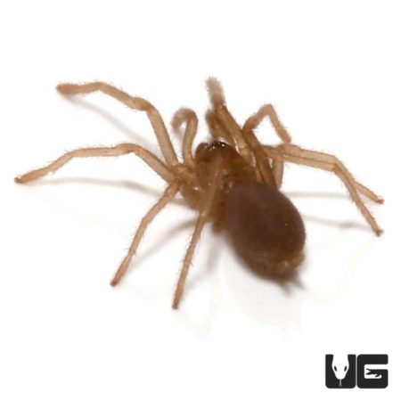 Philippine Tangerine Tarantula (Oprhanaecus philippinus) For Sale ...