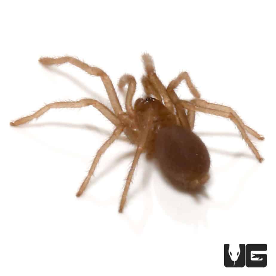 Philippine Tangerine Tarantula (Oprhanaecus philippinus) For Sale ...