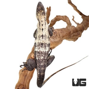 Pied Pectinata - Underground Reptiles
