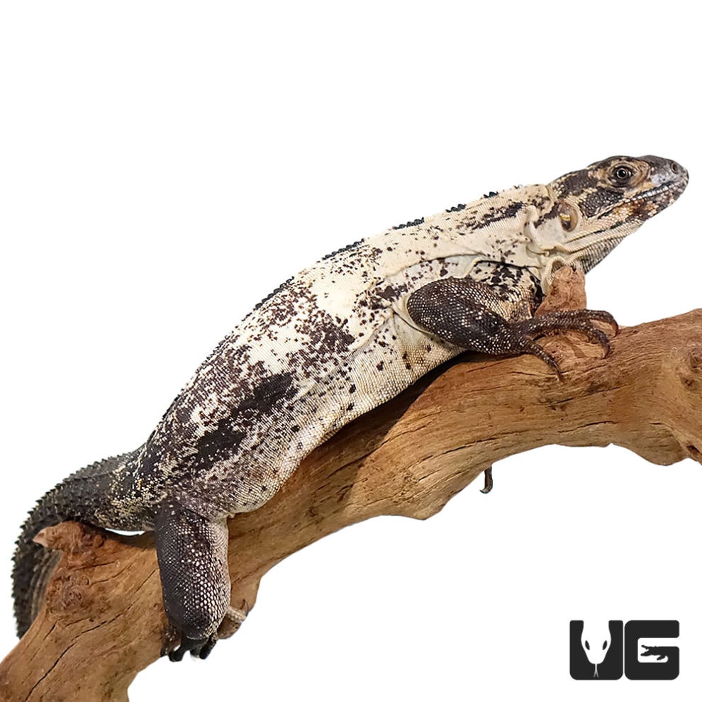 Pied Pectinata - Underground Reptiles