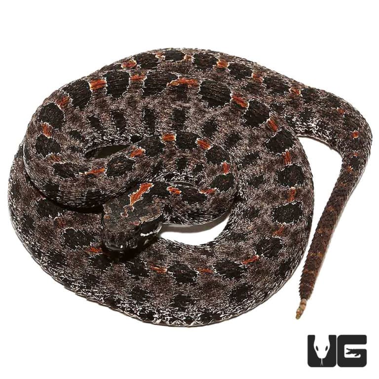 Pygmy Rattlesnake - Underground Reptiles