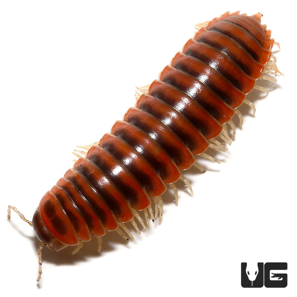 Centipedes, Millipedes and More For Sale - Underground Reptiles