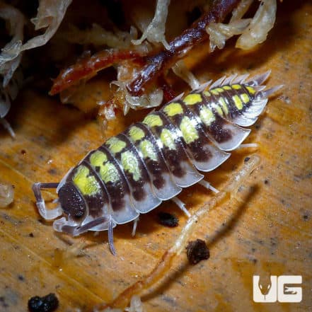 Isopods For Sale - Underground Reptiles