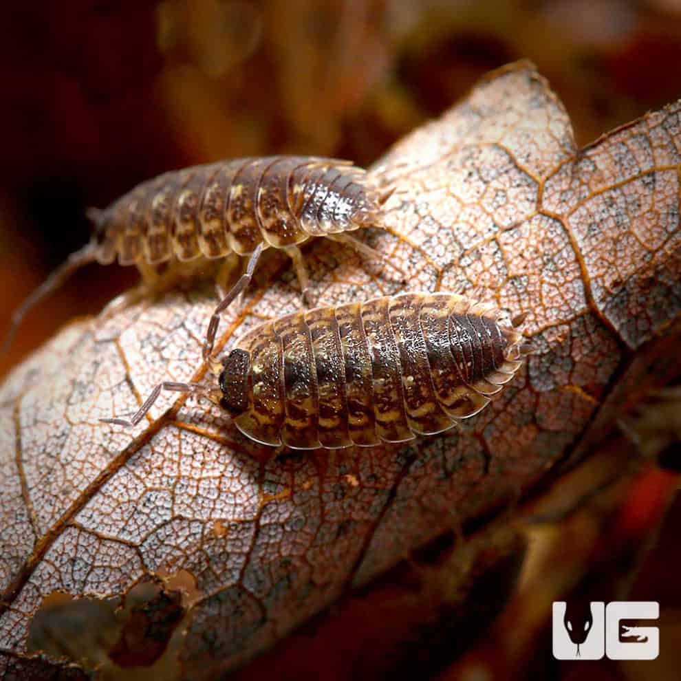 Isopods For Sale - Underground Reptiles