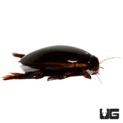 Predatory Diving Beetle - Underground Reptiles